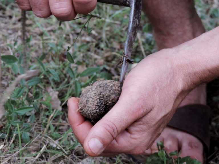 La truffe du Maroc, un trésor local et encore sauvage - FAMILLE ACTUELLE
