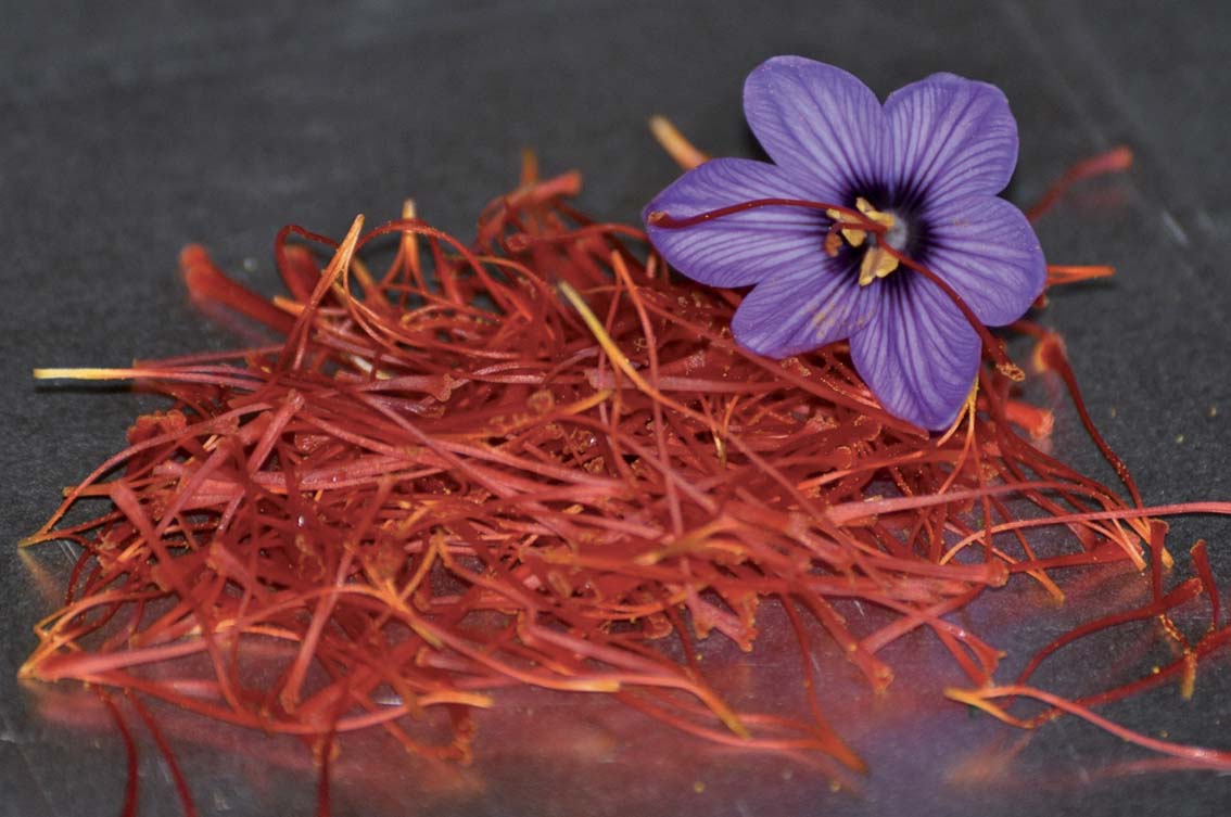 Le safran, l’or du Maroc - FAMILLE ACTUELLE